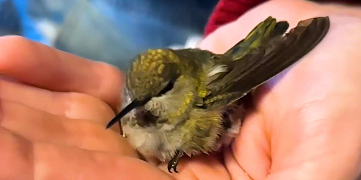 Family Rescues A Tiny Hummingbird Tangled In A Spiderweb - Videos - The ...