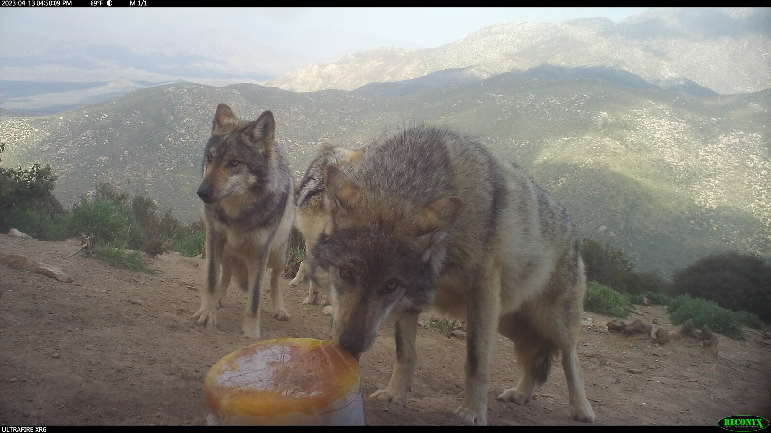 Trail Cam Captures 15-Year-Old Wolf Enjoying His Birthday 'Cake' - The Dodo