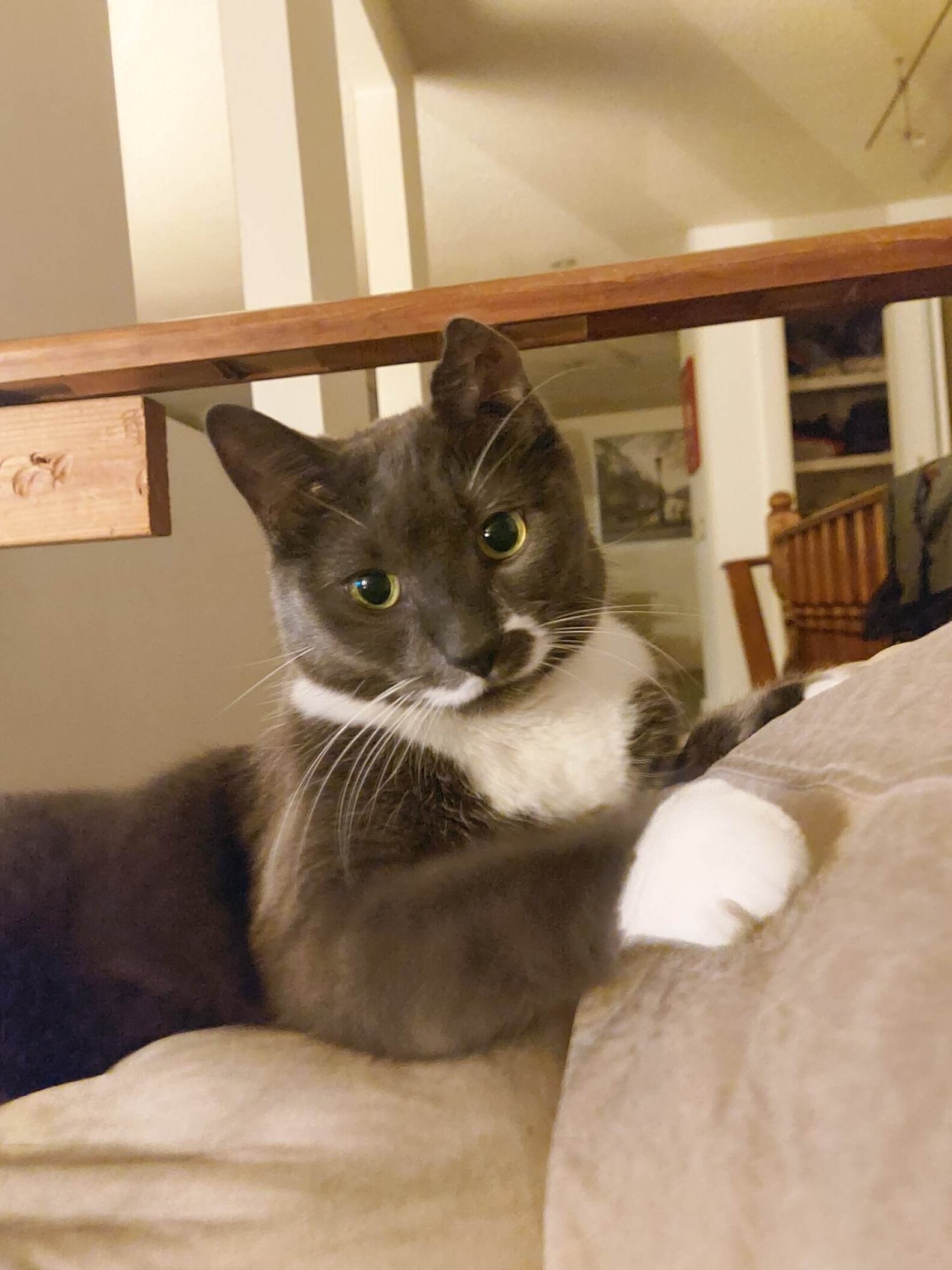 Cat Dedicates His Life To Turning Wooden Banister Into A Work Of 'Art ...