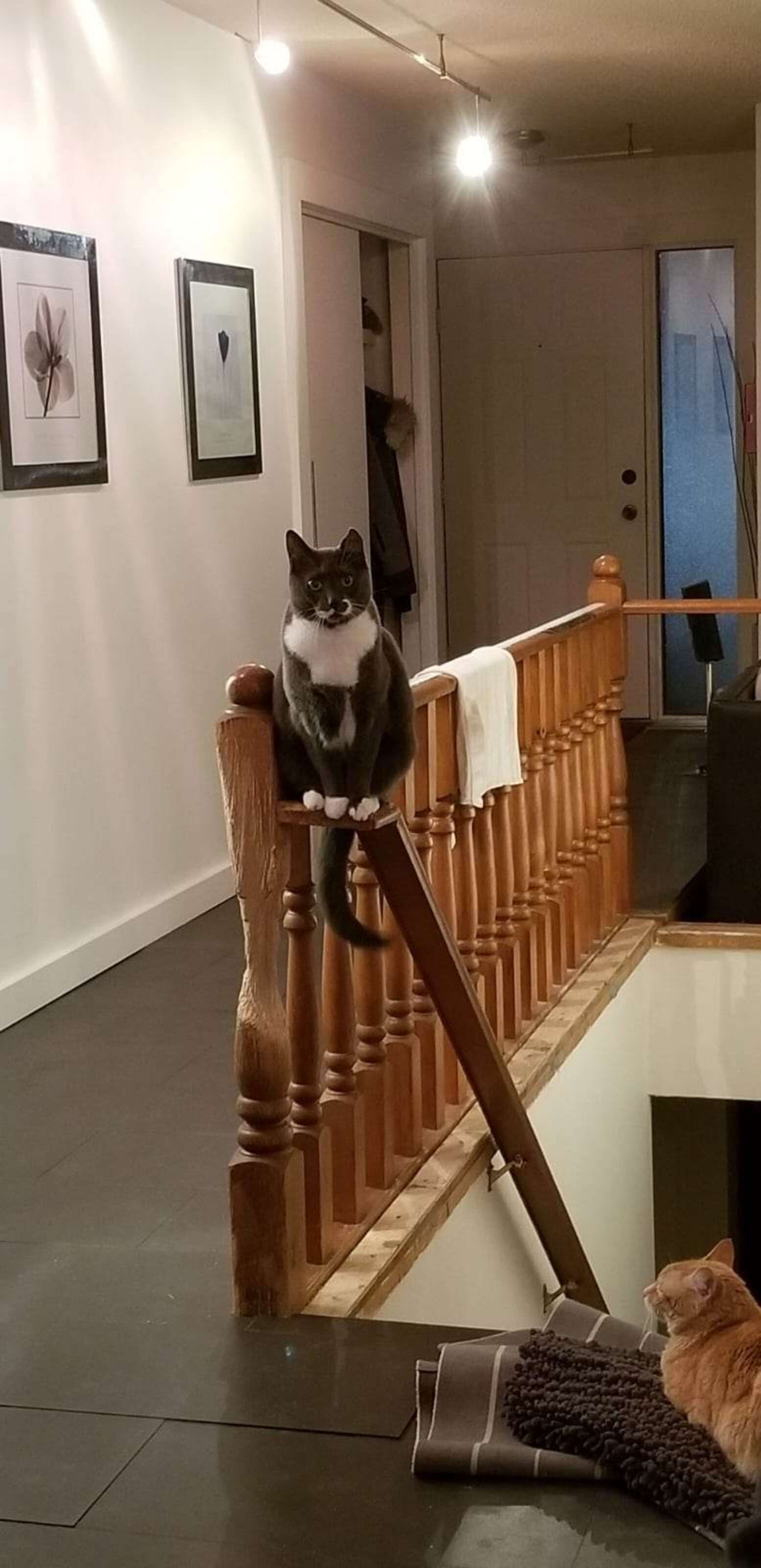 Cat Dedicates His Life To Turning Wooden Banister Into A Work Of 'Art ...