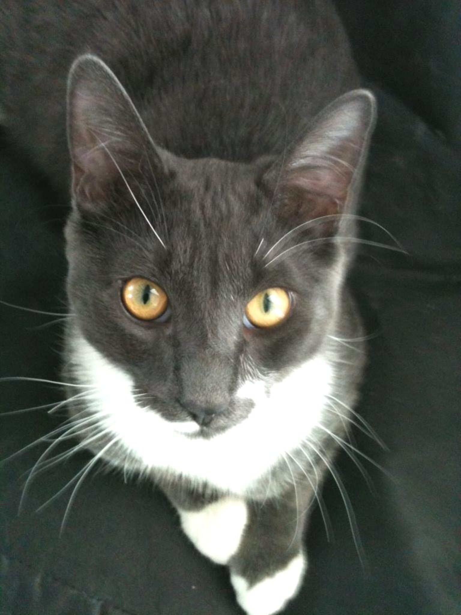 Cat Dedicates His Life To Turning Wooden Banister Into A Work Of 'Art ...