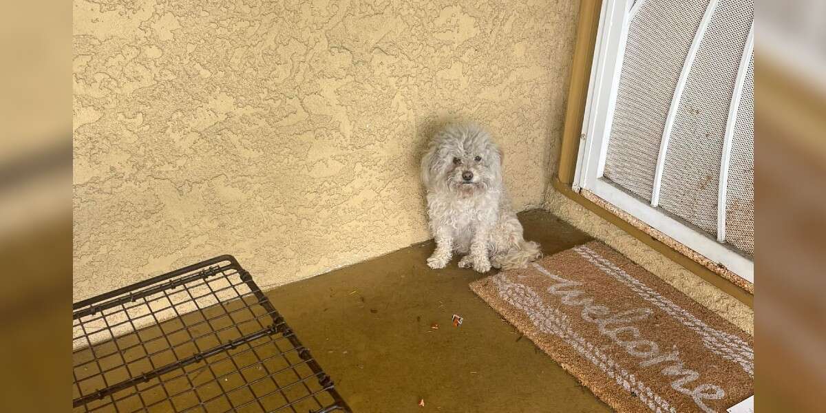 Homeless Dog Knocks On Every Door In Neighborhood Looking For A Forever ...