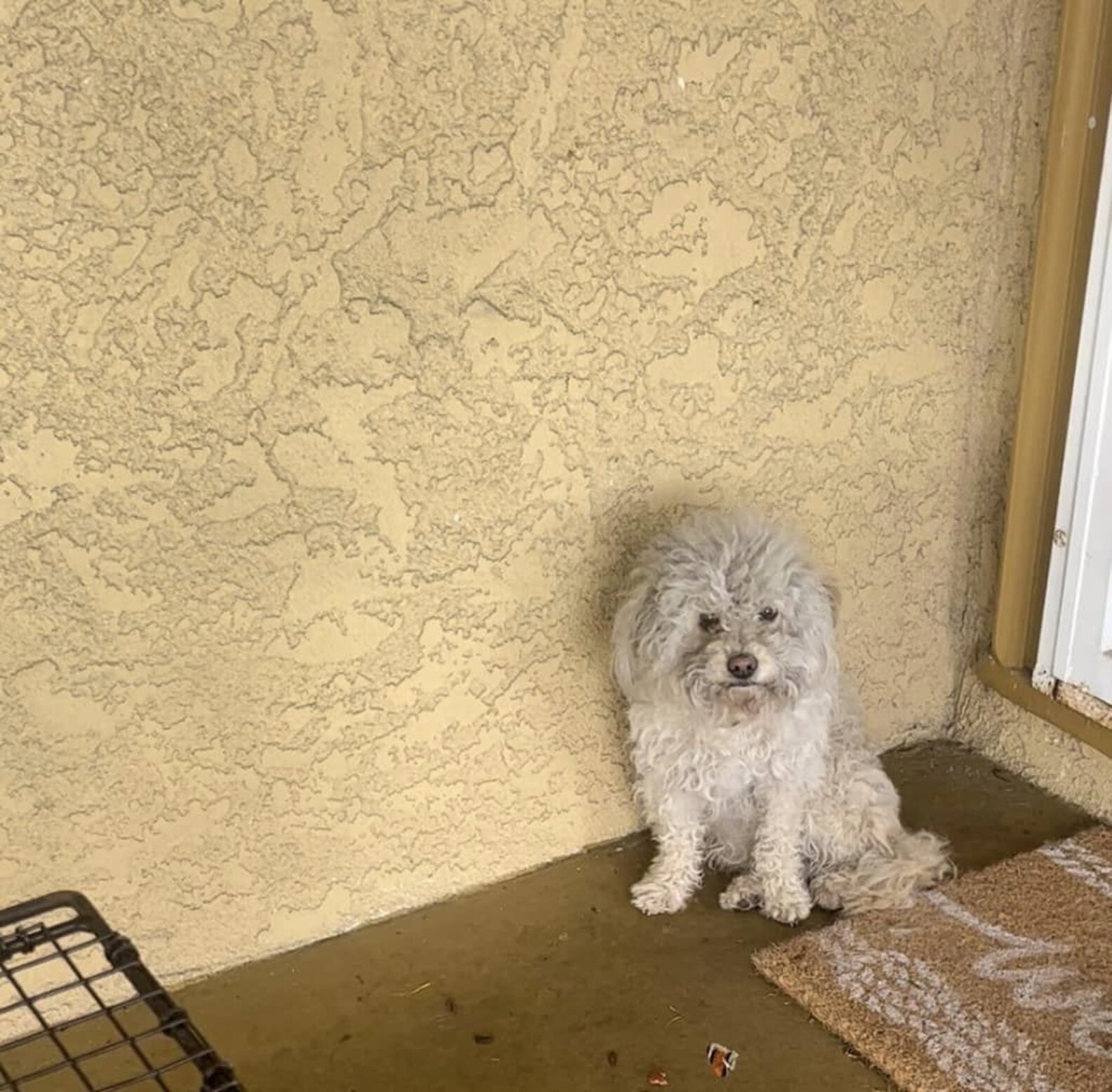 Homeless Dog Knocks On Every Door In Neighborhood Looking For A Forever ...