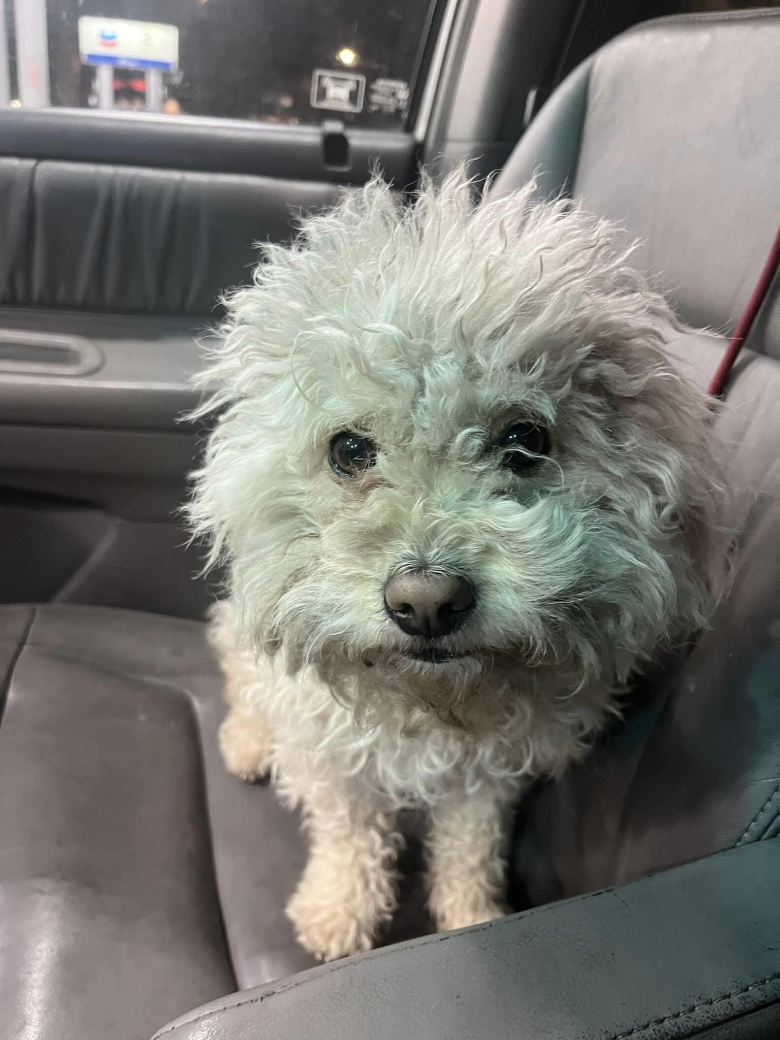 Homeless Dog Knocks On Every Door In Neighborhood Looking For A Forever ...