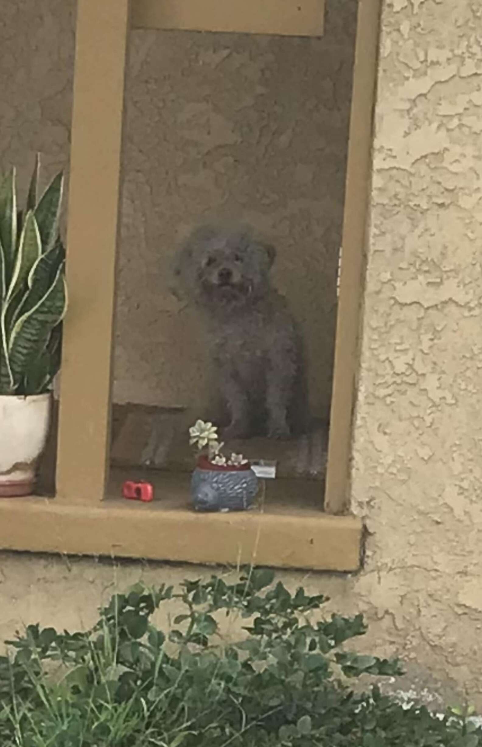 Homeless Dog Knocks On Every Door In Neighborhood Looking For A Forever ...