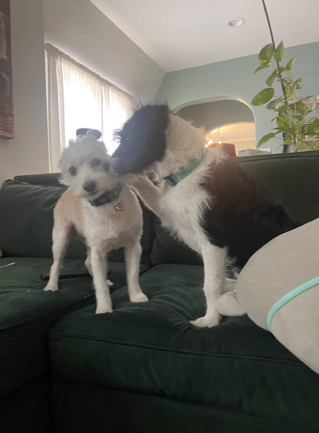 Stray Puppy Won't Let Anyone Near Him Until He Meets The Sweetest ...