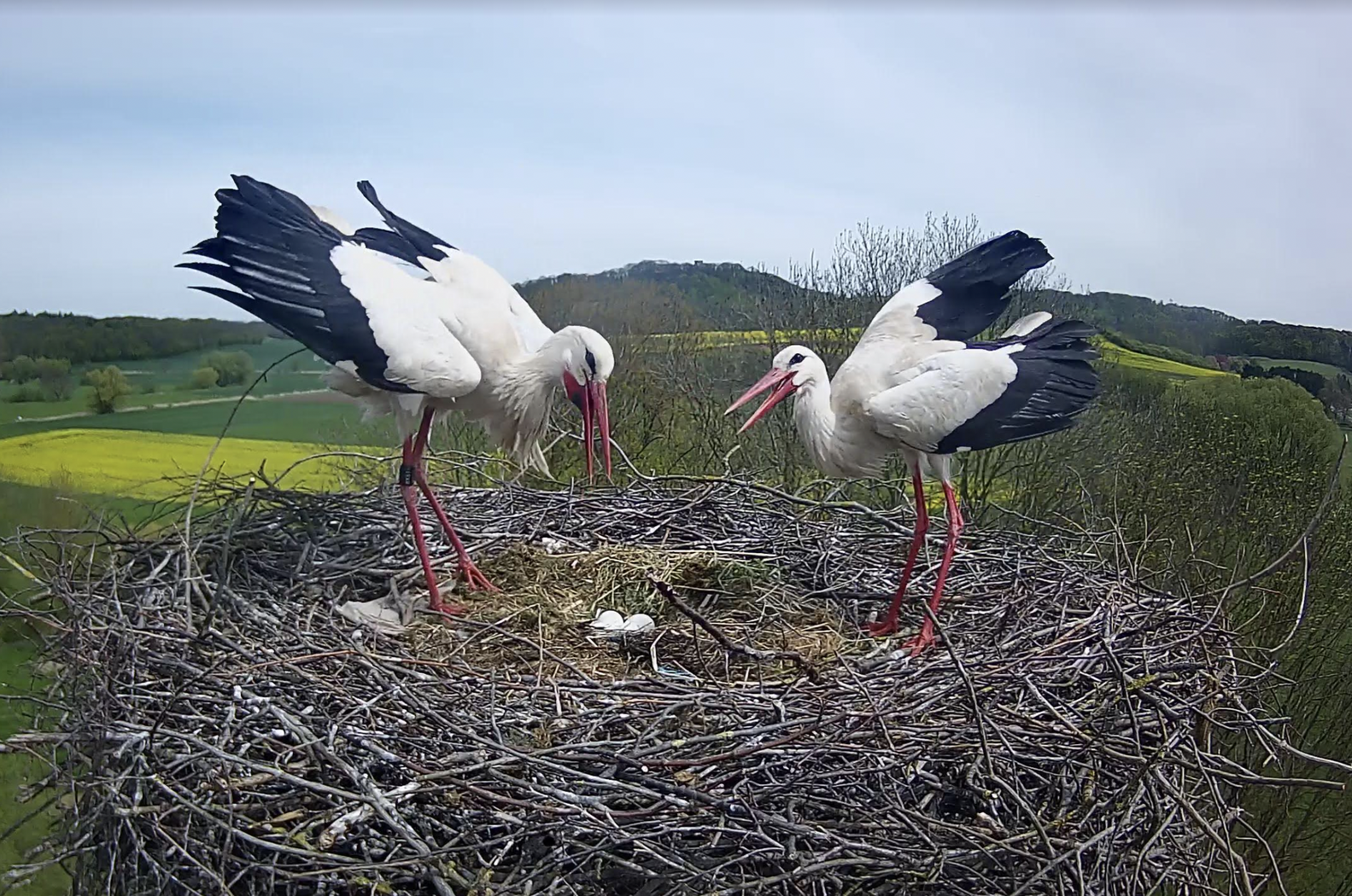 Stork Husband Arrives Home To Nest With A Thoughtful Gift For His Wife ...