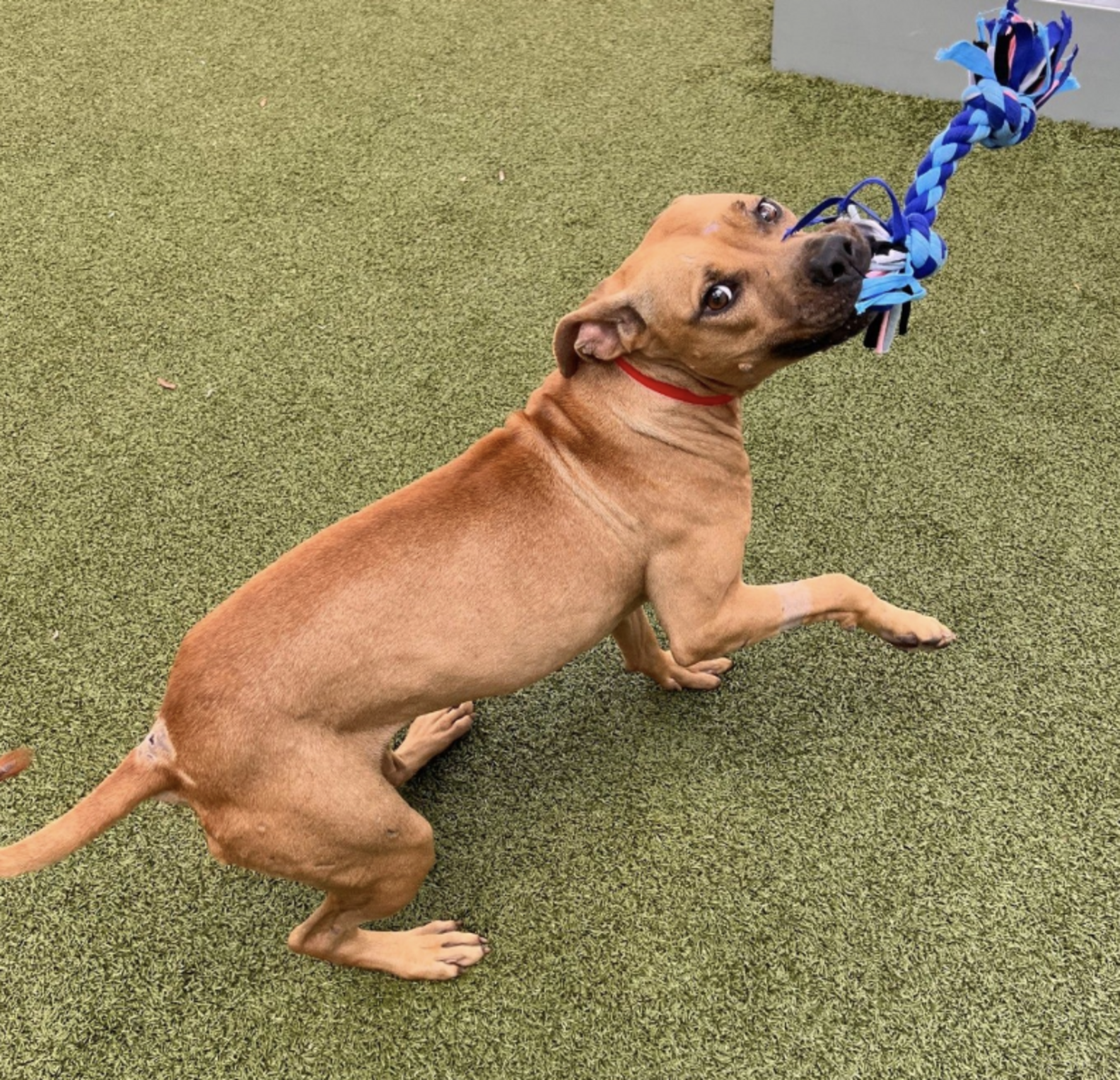 Sweet Dog Waits In Cage Near The Road, Hoping Someone Will See Her ...