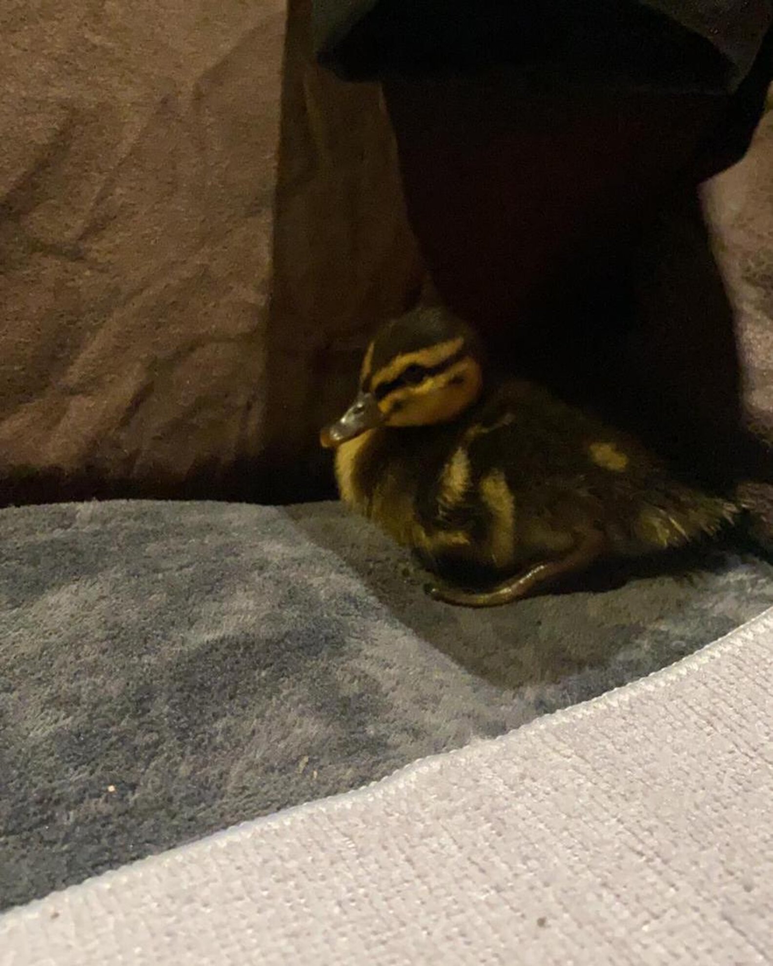Rafting Guide Battles Rushing Rapids To Save Drowning Duckling - The Dodo