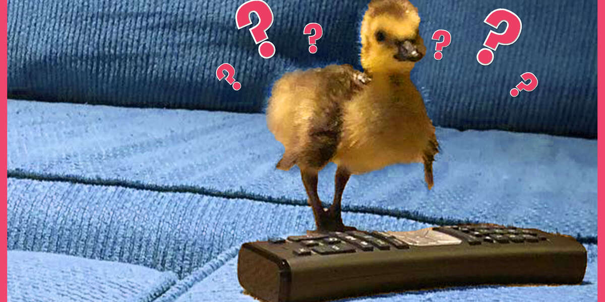 Hero Saves Two Baby Geese And Helps Them Fly - Videos - The Dodo