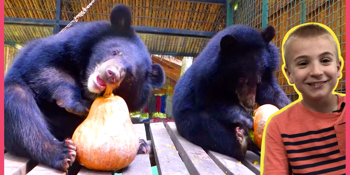 Heroes Help Save Baby Bears And Give Them Pumpkins To Eat - Videos ...