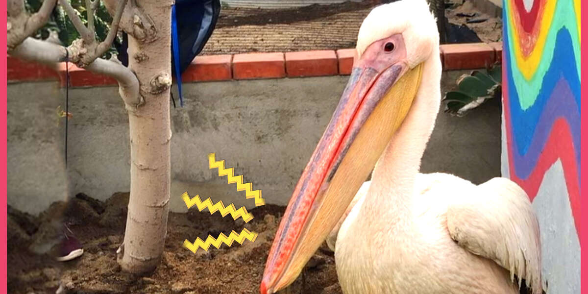 Pelican Is The Queen Of This Rescuer's Backyard - Videos - The Dodo