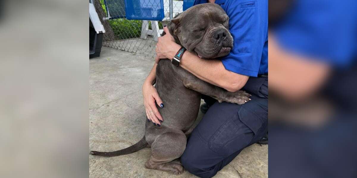 Relieved Shelter Dog Thanks His Rescuers With Biggest Hugs - The Dodo
