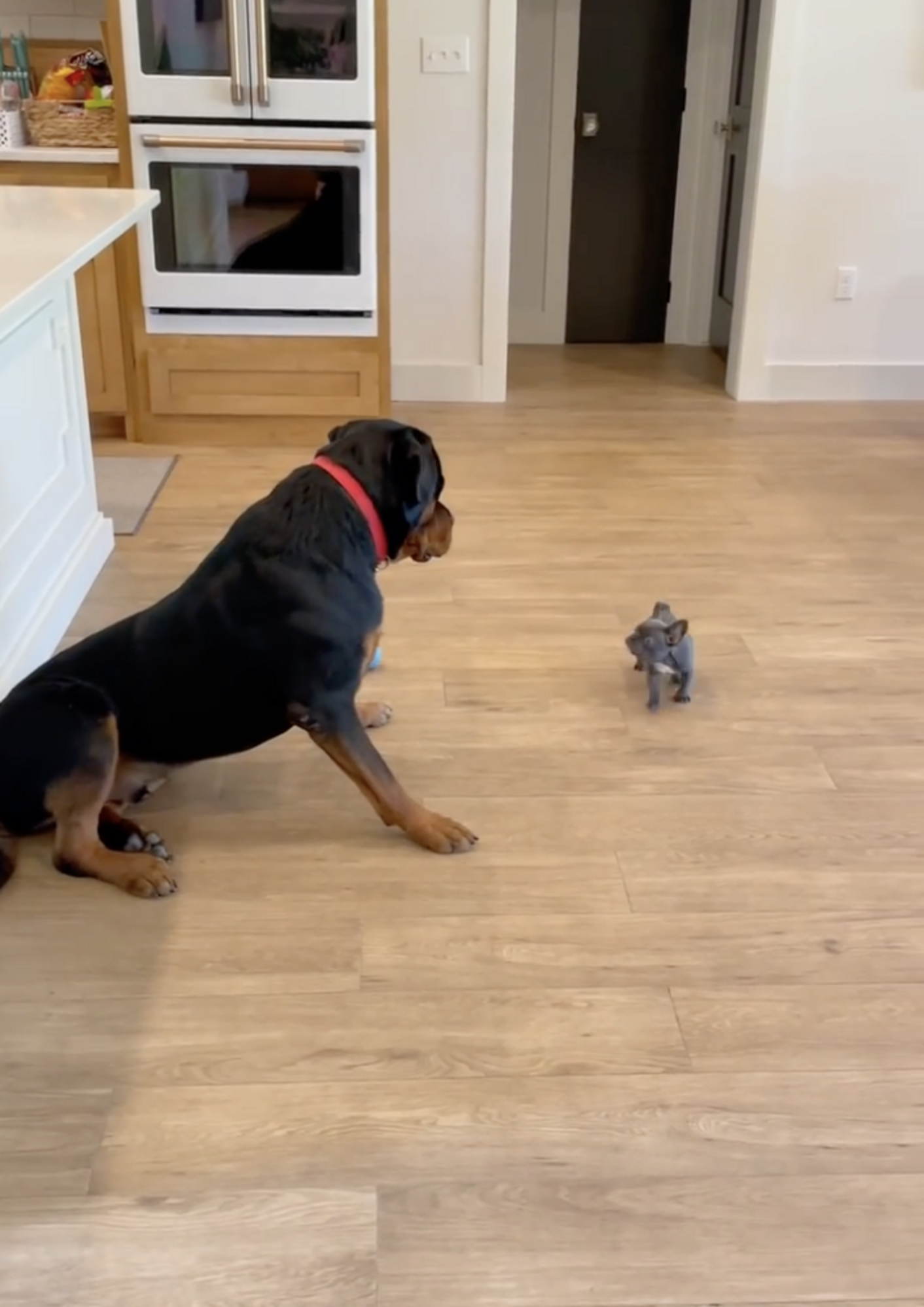 Rottweiler Has The Most Surprising Reaction To Meeting A Tiny Puppy ...