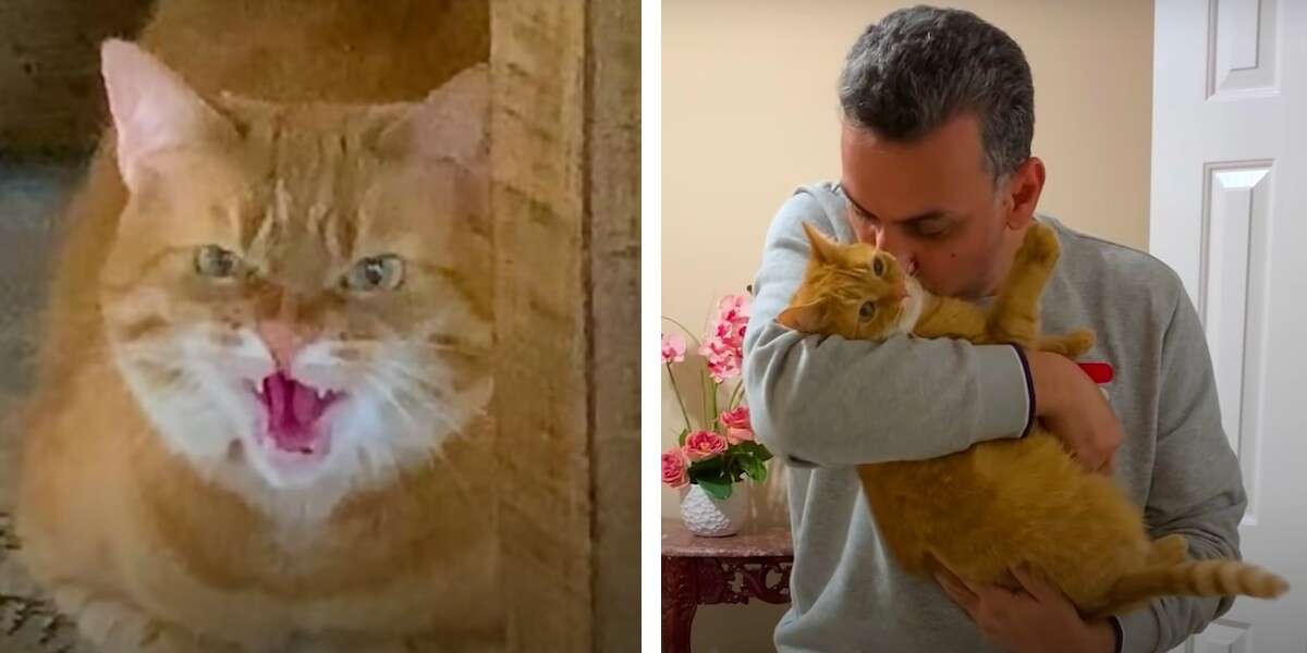 Angry Cat Hated Everyone — Until She Met Grandpa - The Dodo