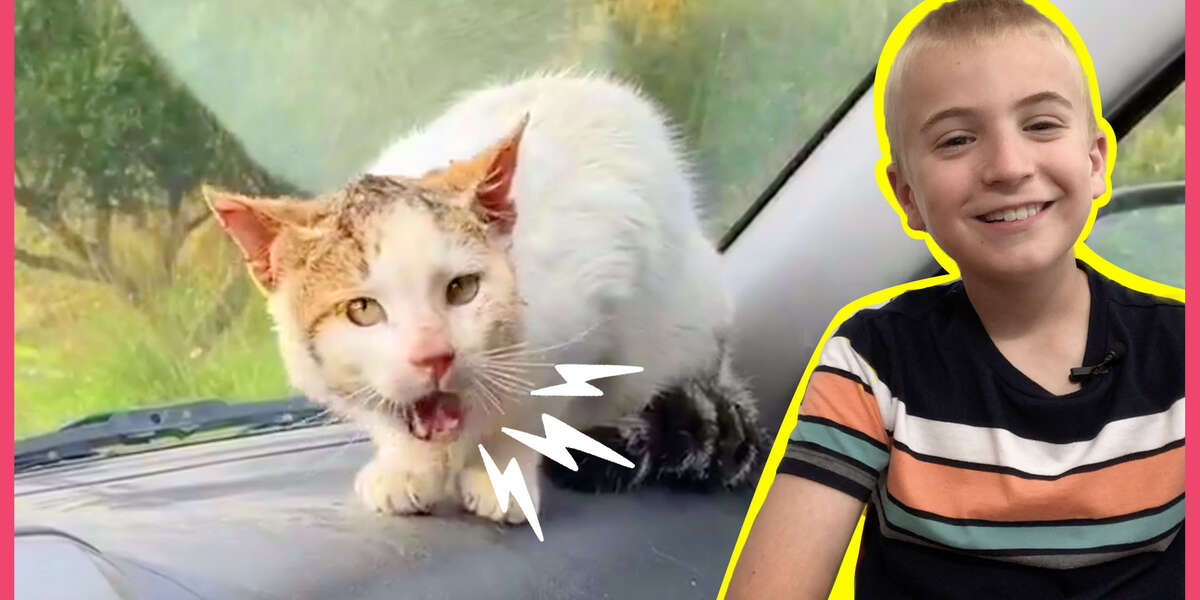 Angry Wild Cat Becomes His Rescuer’s Best Friend - Videos - The Dodo