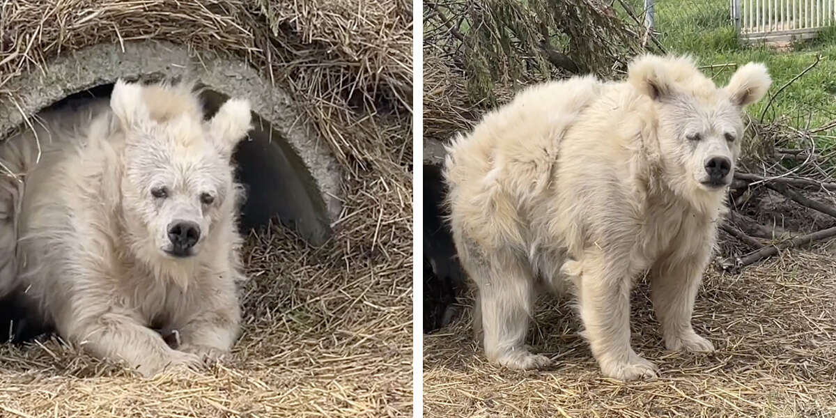 Drowsy Bear Starting Her Day Becomes A Mascot Of The Sluggish And ...