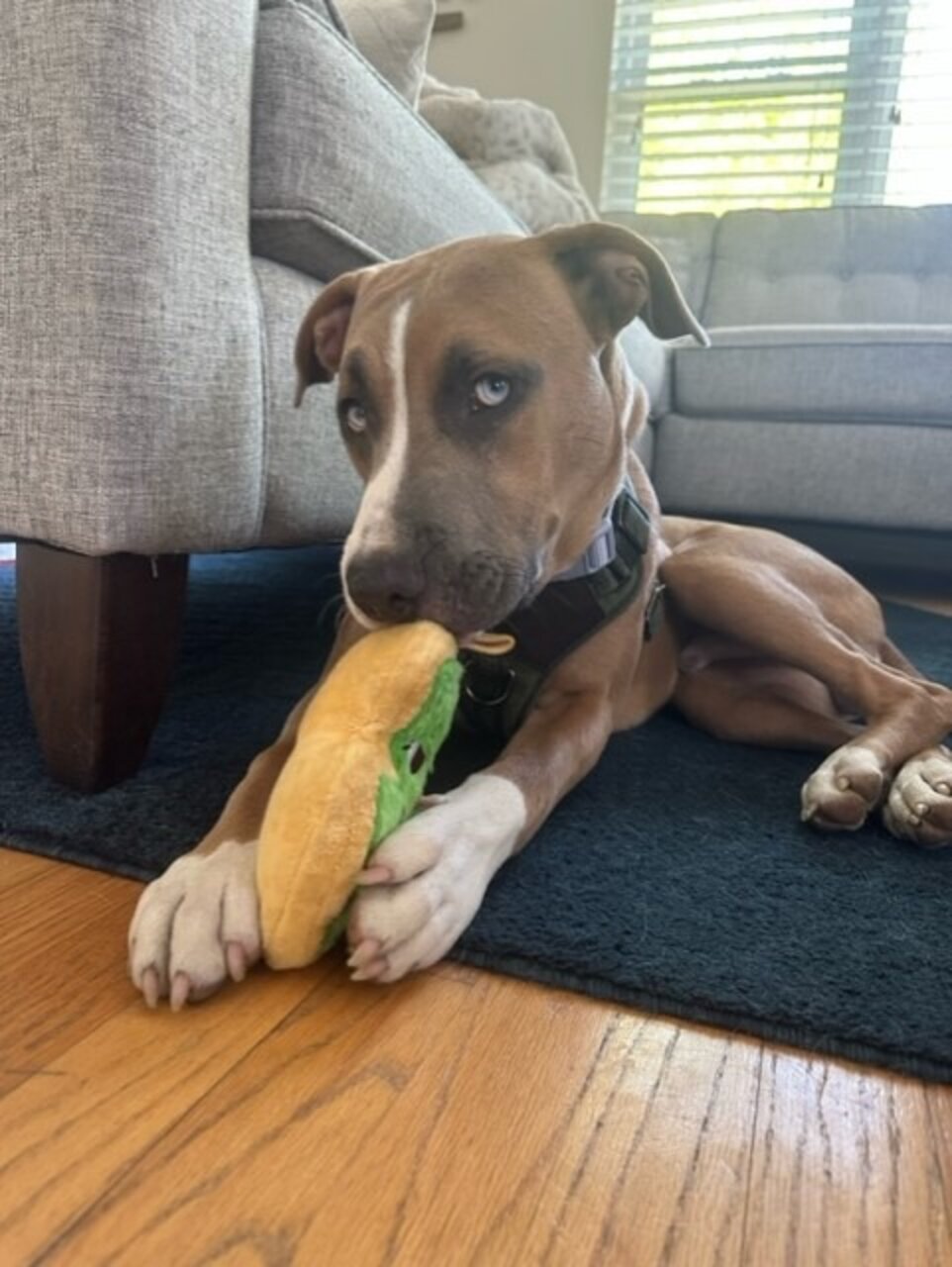 People Find Dog Cowering In A Pipe — Then Realize He's Not Alone - The Dodo