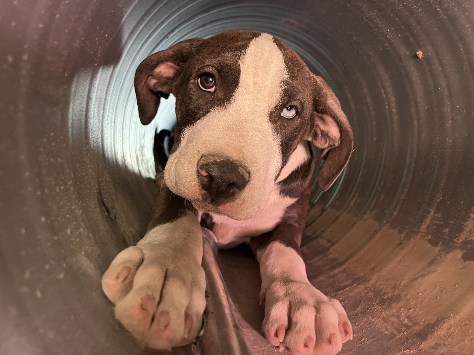 People Find Dog Cowering In A Pipe — Then Realize He's Not Alone - The Dodo
