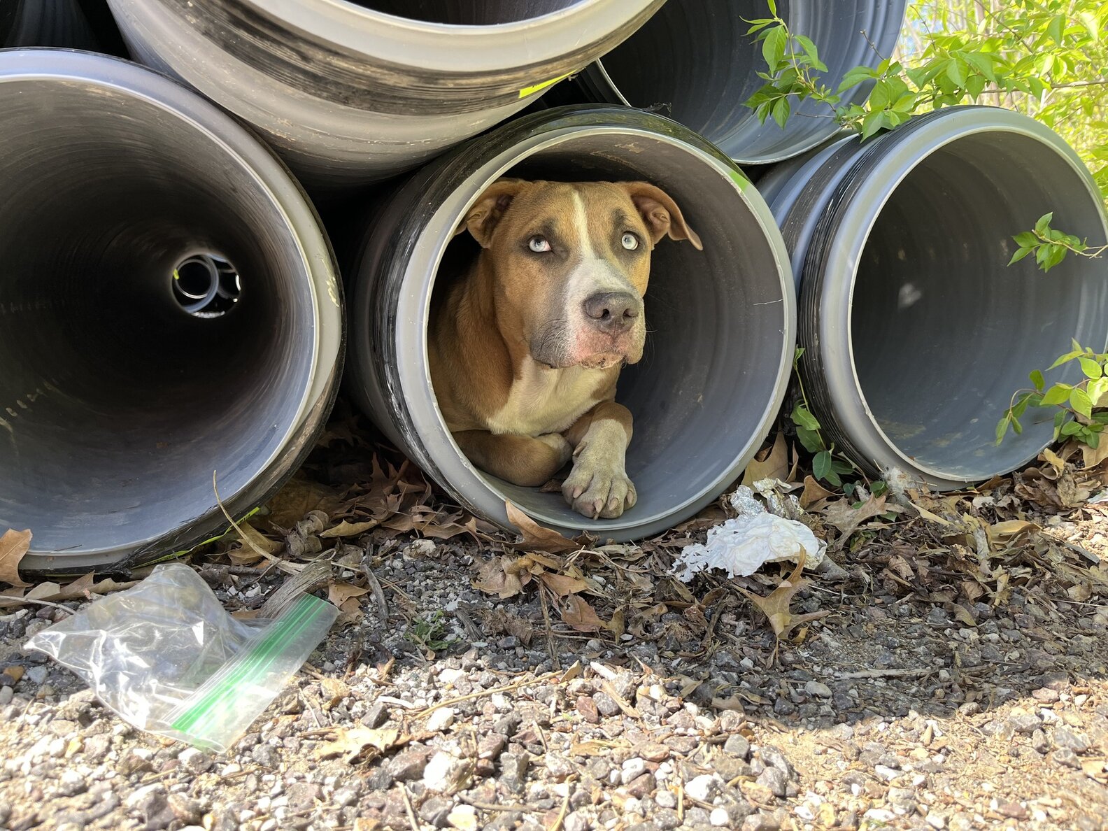 People Find Dog Cowering In A Pipe — Then Realize He's Not Alone - The Dodo