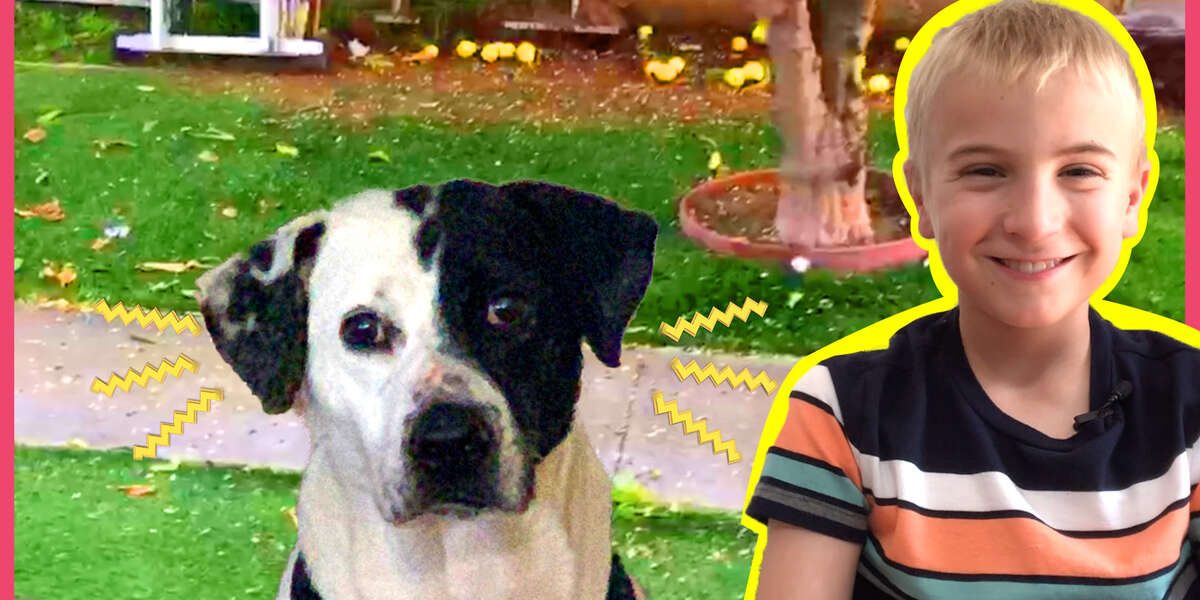 Mark The Dog Is Afraid Of Everything Except Hamburgers - Videos - The Dodo