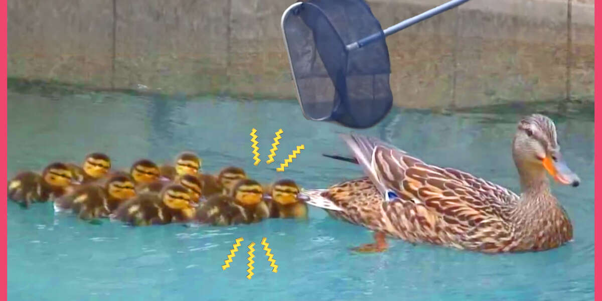 Rescuer Won't Leave Littlest Duckling Behind - Videos - The Dodo