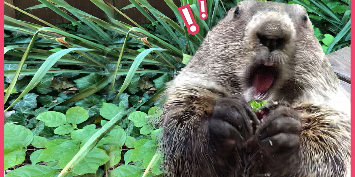 Cutest Baby Groundhog Chooses This Lady To Be Her Mom! - Videos - The Dodo