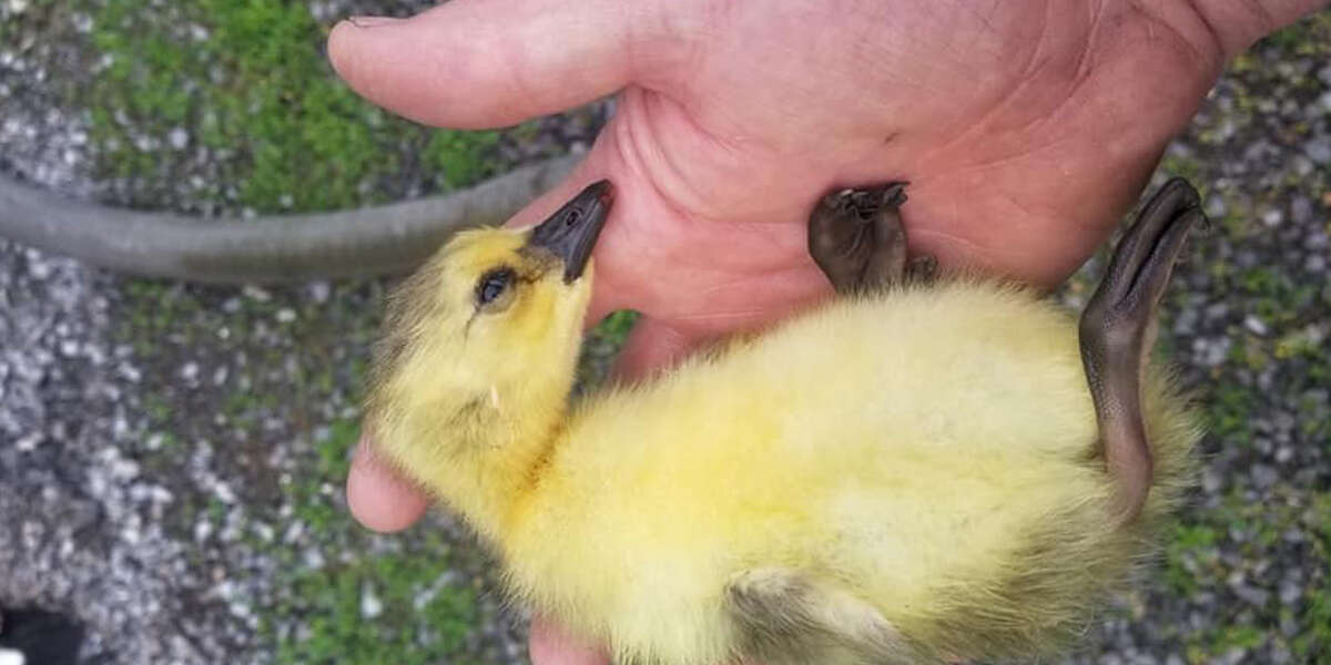 Rescuer Shows Little Goose How To Fly By Flapping His Arms! - Videos ...
