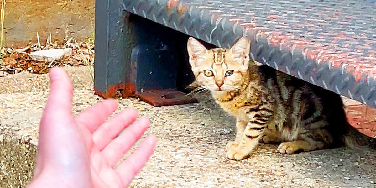 Kitten With Hurt Eye Keeps Running Away From Her Rescuer! - Videos ...