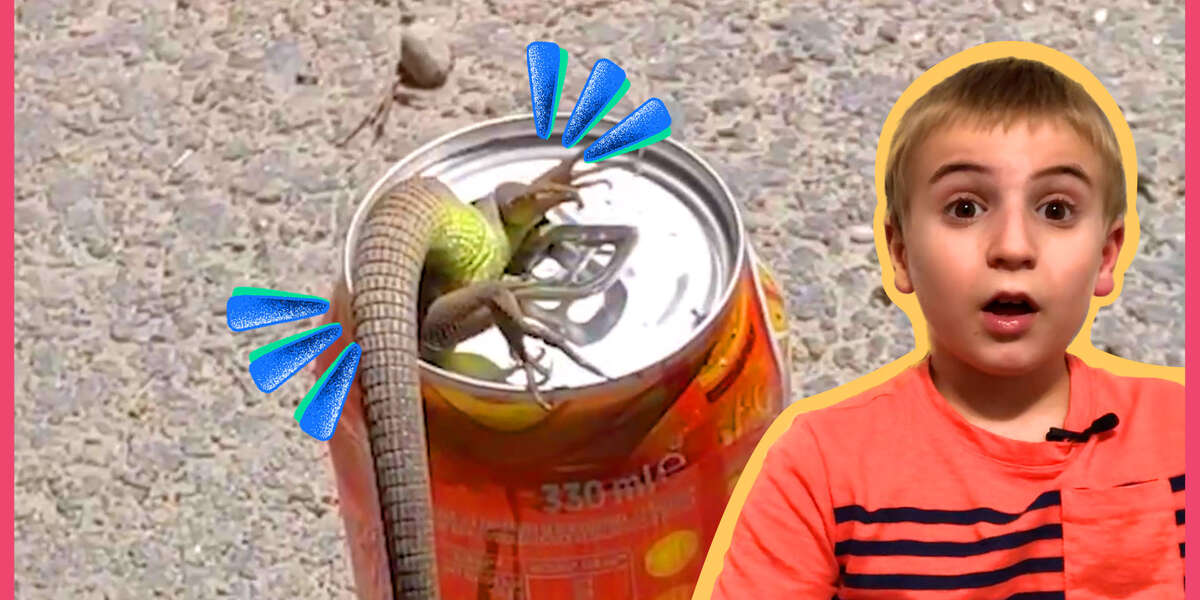 Thirsty Lizard Rescued From Soda Can - Videos - The Dodo
