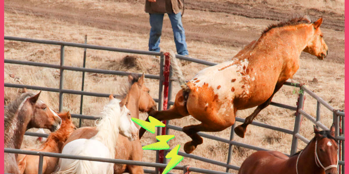 Horse Jumps Over Fence To Escape With His Family - Videos - The Dodo