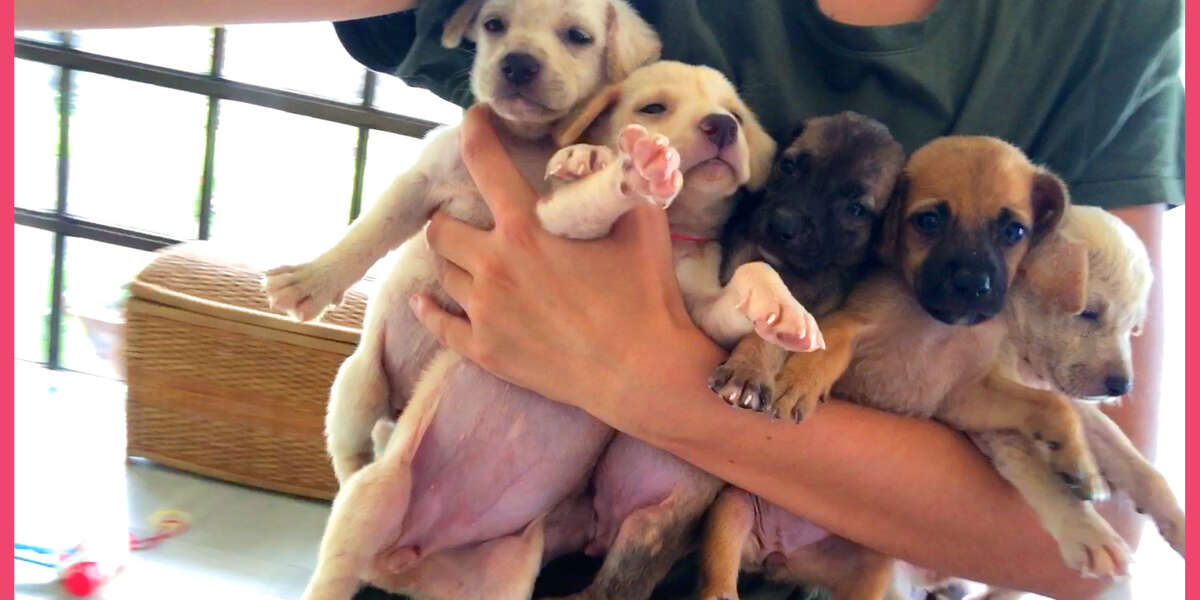 These Puppies Need A Rescuer To Save Their Mom! - Videos - The Dodo