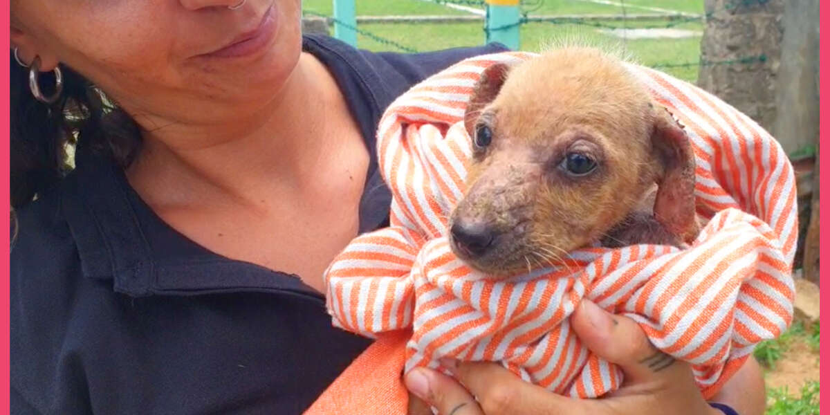 Lonely Puppy Asks For Help And Now She Has The Biggest Family - Videos ...