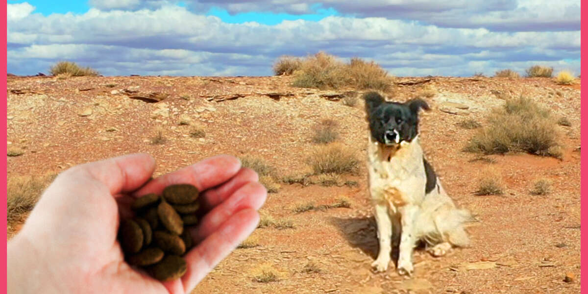 Desert Dog Lost For Months Finally Rescued In A Really Clever Way ...