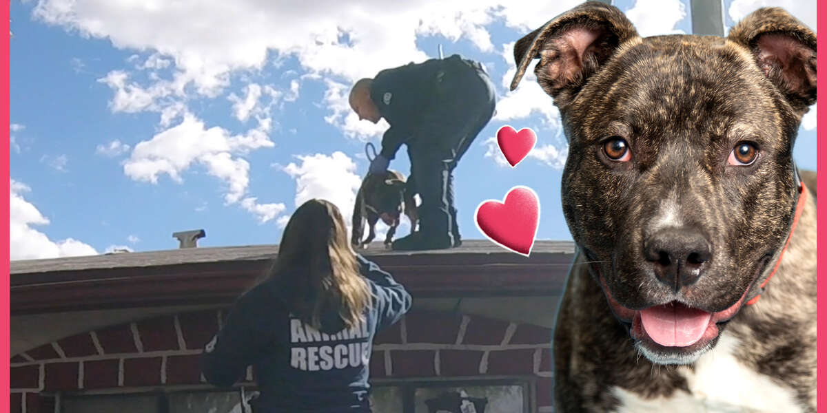 Rescuers Have No Idea How This Dog Got Stuck On A Roof! - Videos - The Dodo