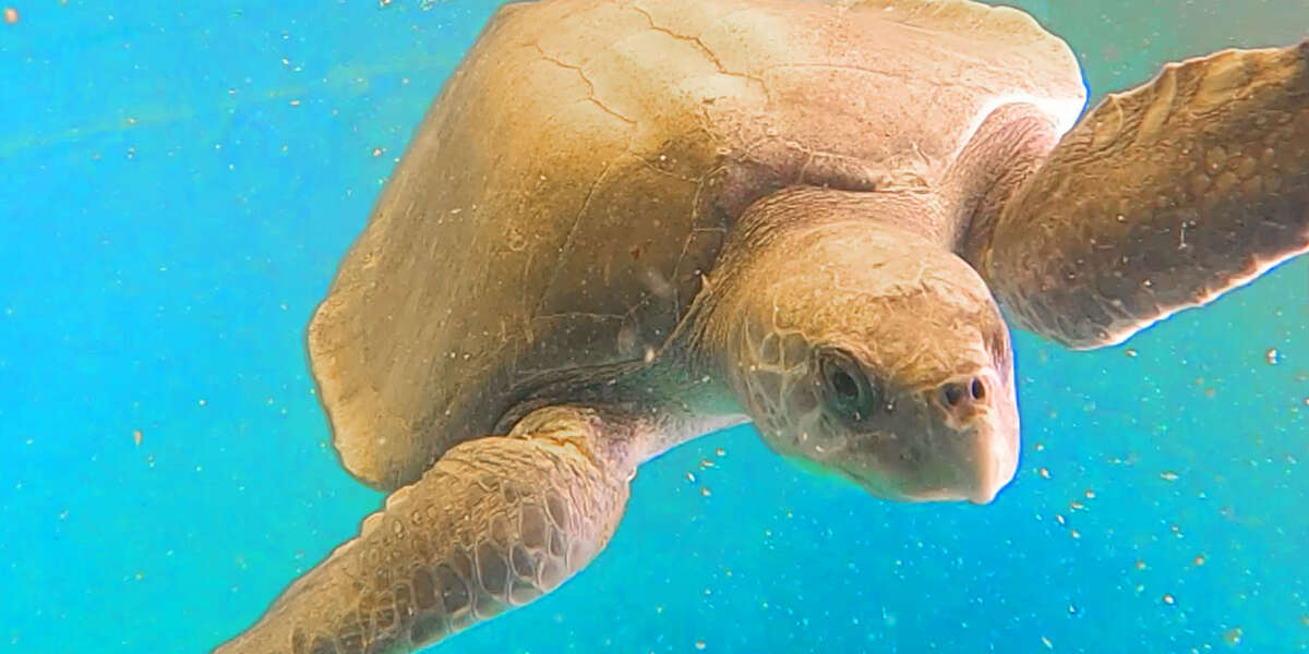 How Will Rescuers Use HONEY To Save This Sea Turtle? - Videos - The Dodo