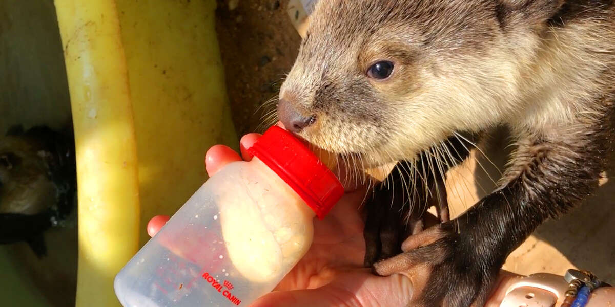 Cuddliest Baby Otter Walks Right Up To Family To Ask For Help! - Videos ...