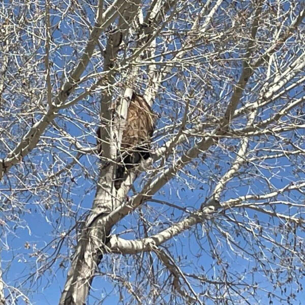 People Are Stunned To See Huge Animal Trapped In Tree Right Outside ...