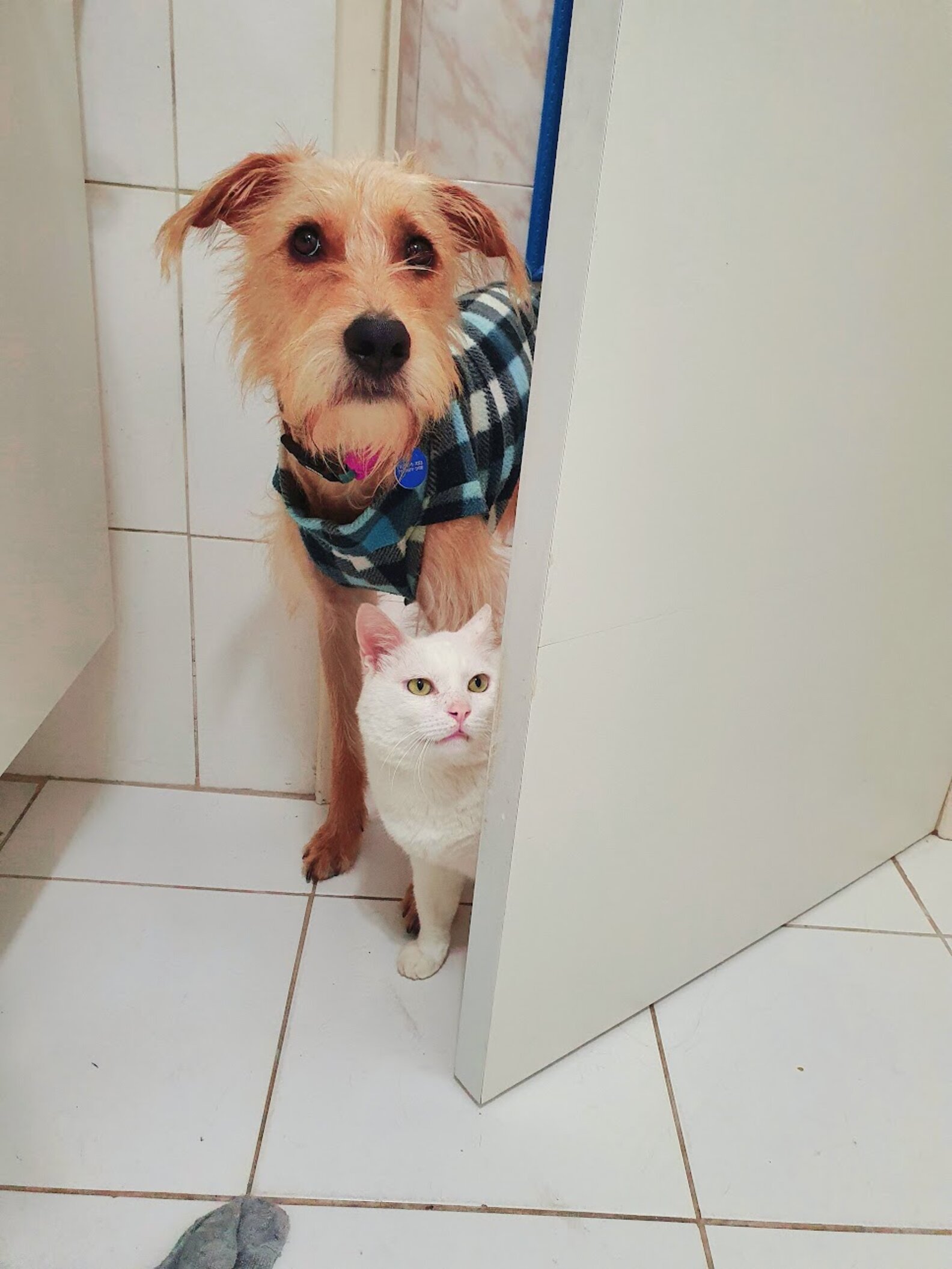 Respectful Dog Offers Cat 'First Dibs' On Every Treat He's Given - The Dodo