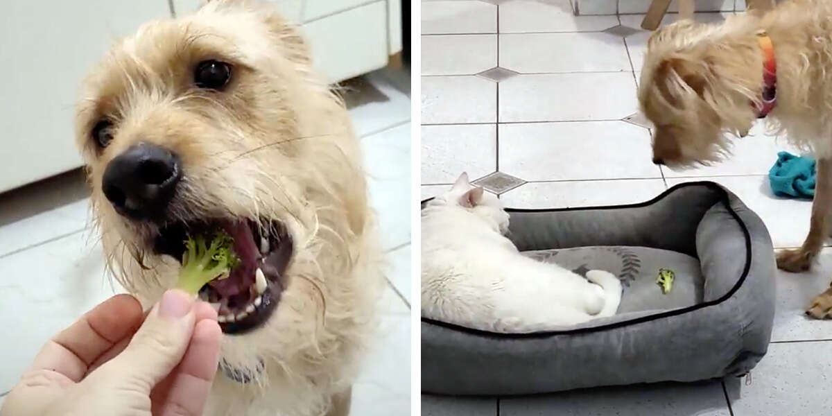 Respectful Dog Offers Cat 'First Dibs' On Every Treat He's Given - The Dodo