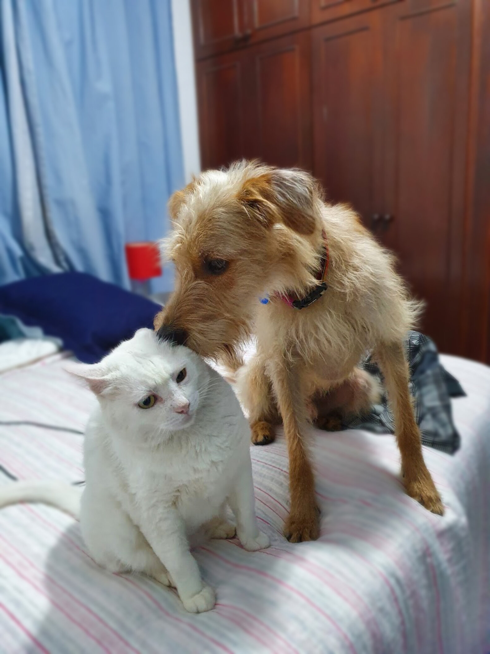 Respectful Dog Offers Cat 'First Dibs' On Every Treat He's Given - The Dodo