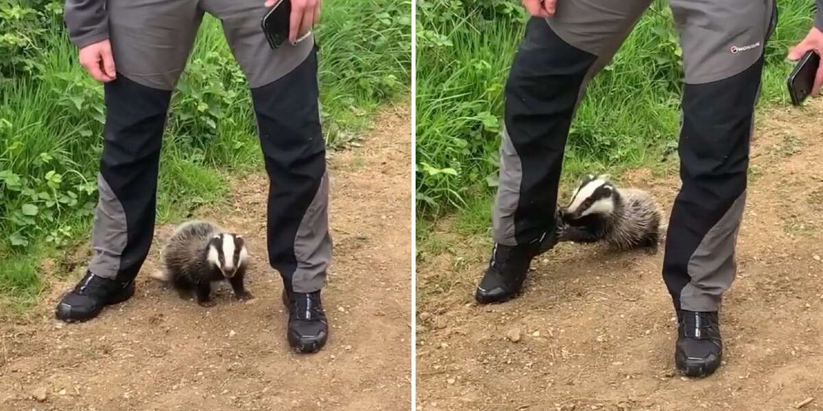 Woman Goes On Walk In A Park And Finds A Badger Cub Begging For Help ...