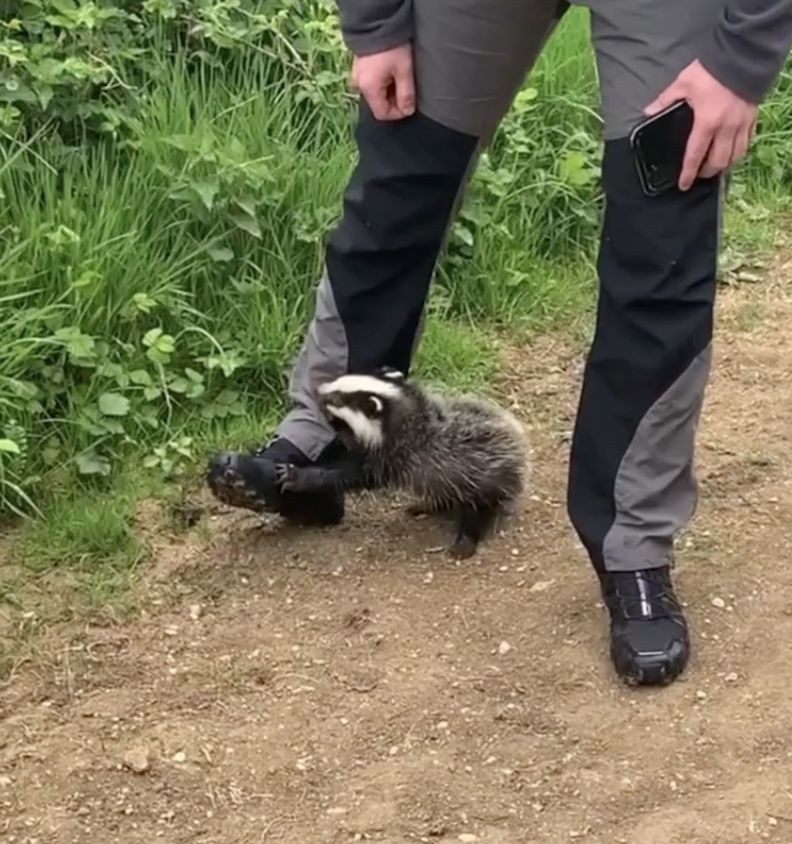 Woman Goes On Walk In A Park And Finds A Badger Cub Begging For Help ...