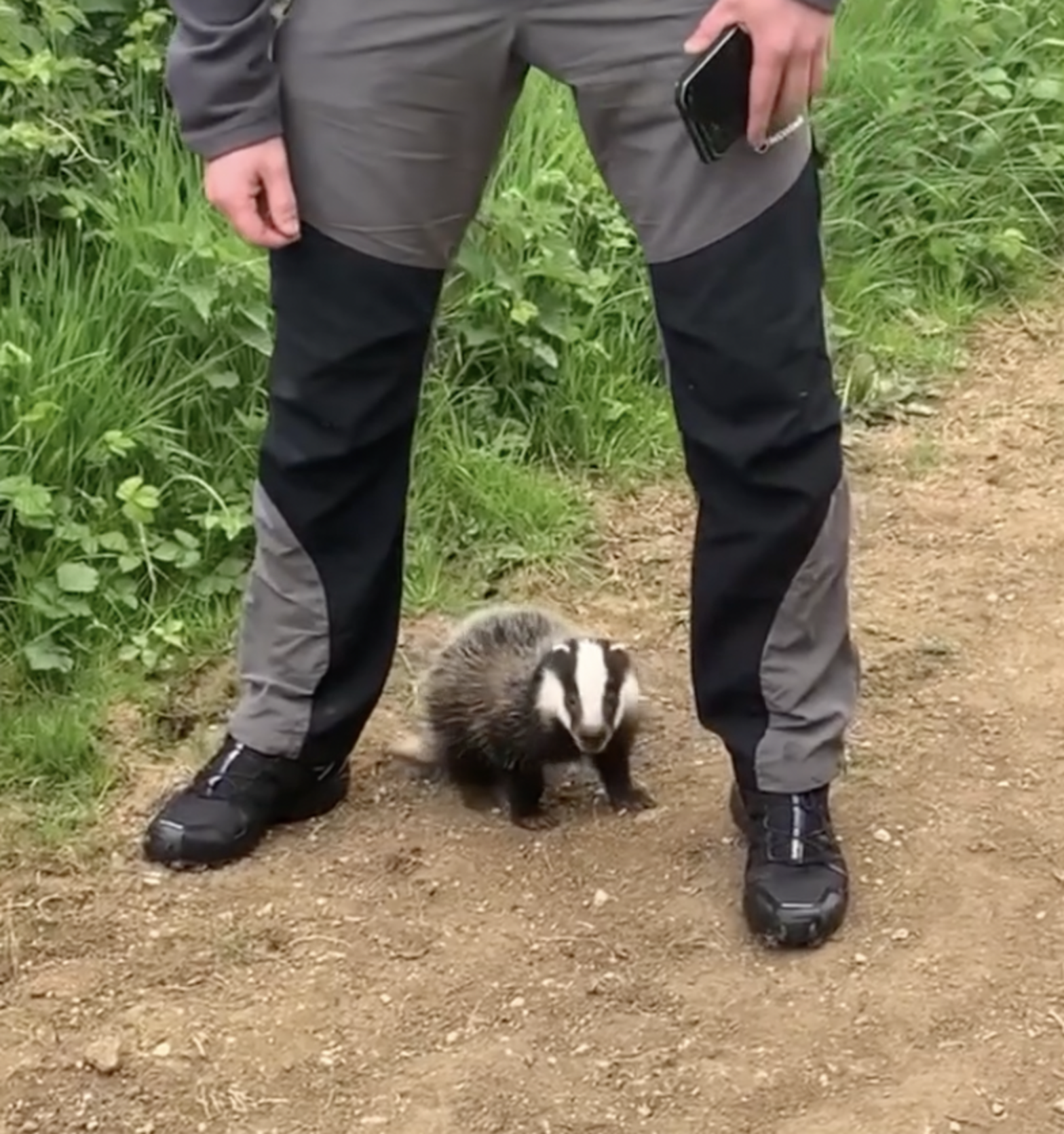 Woman Goes On Walk In A Park And Finds A Badger Cub Begging For Help ...