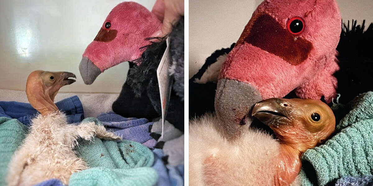 Baby Condor Who Lost Her Mom Finds A New Friend To Help Her Heal - The Dodo