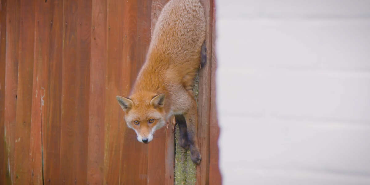 Feisty Fox Stuck in a Fence Gets Rescued - Videos - The Dodo