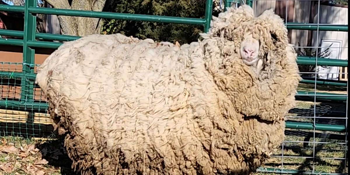 This Sheep Lost 30 Pounds of Wool And Can't Stop Hopping Around ...