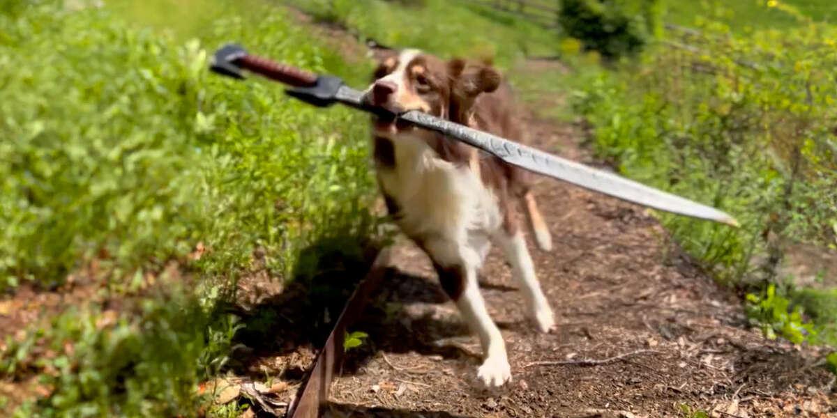 This Dog Is REALLY Obsessed With Sword Fighting With Her Humans ...