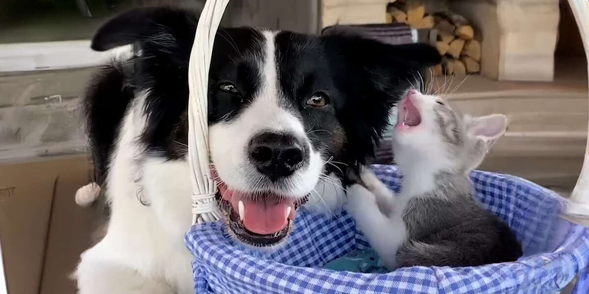 Dog Scared Of Kittens Becomes Proudest Foster Mom - Videos - The Dodo