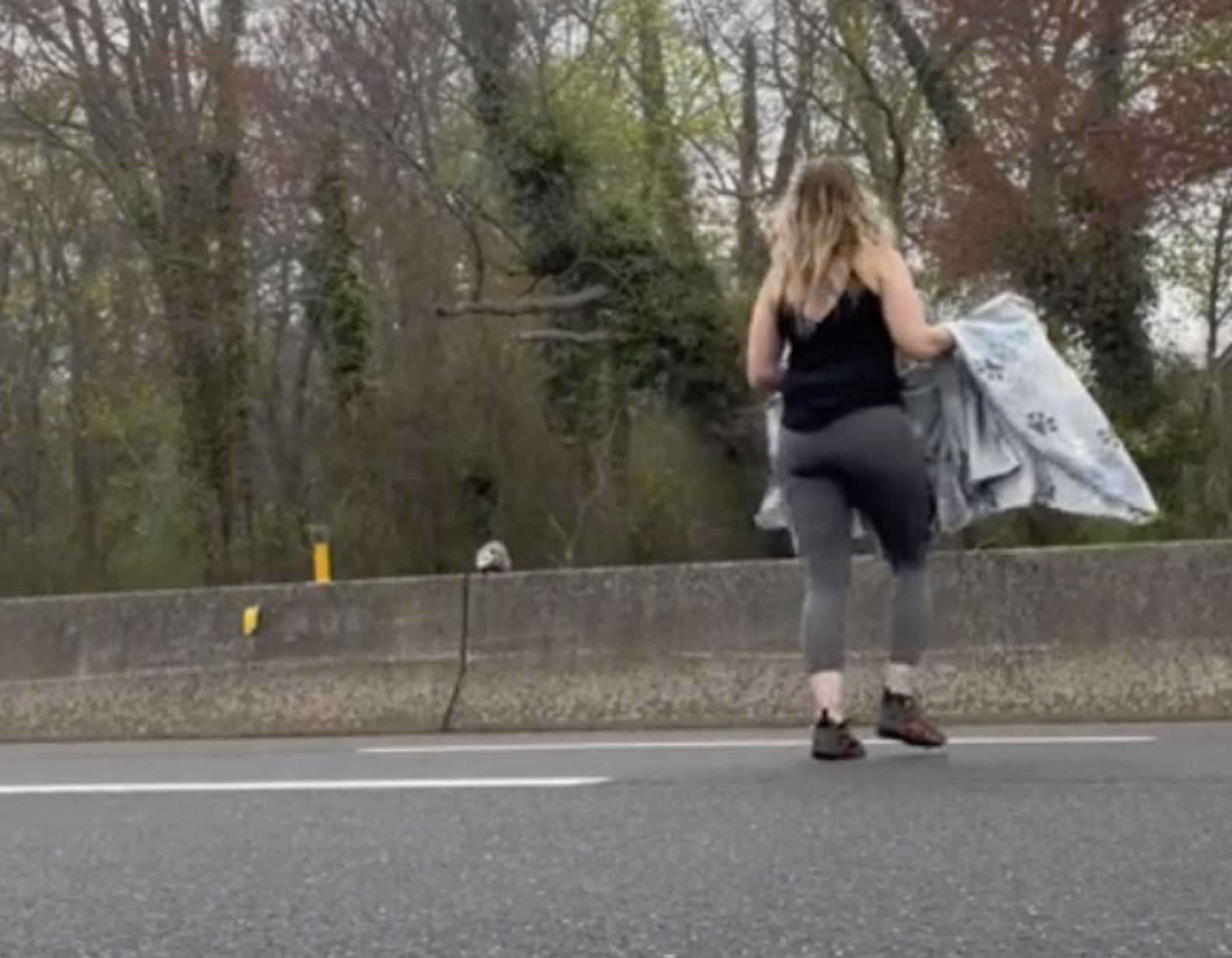 Woman Dashes Through Traffic To Grab Wild Animal Stranded In Highway ...